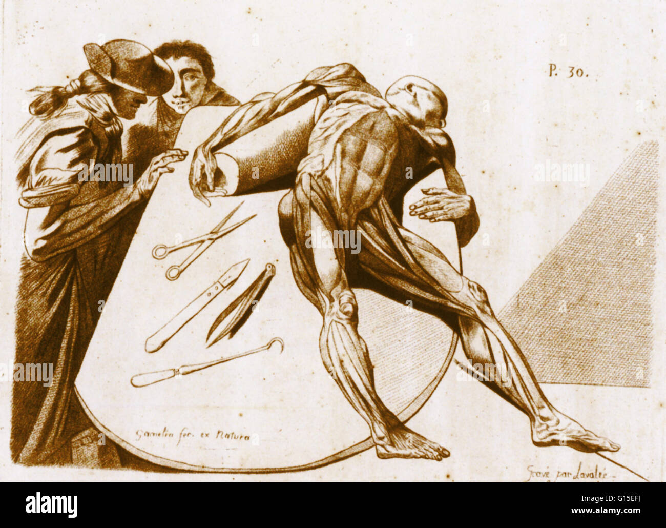 Cadaver dissection Banque de photographies et d’images à haute ...