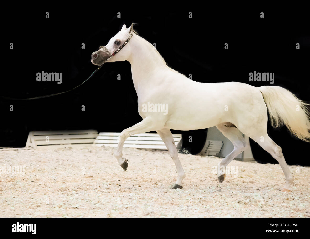 Cheval Arabe Banque d'image et photos - Alamy