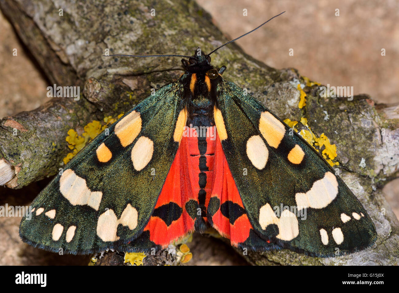Teigne du tigre rouge Banque de photographies et d’images à haute ...
