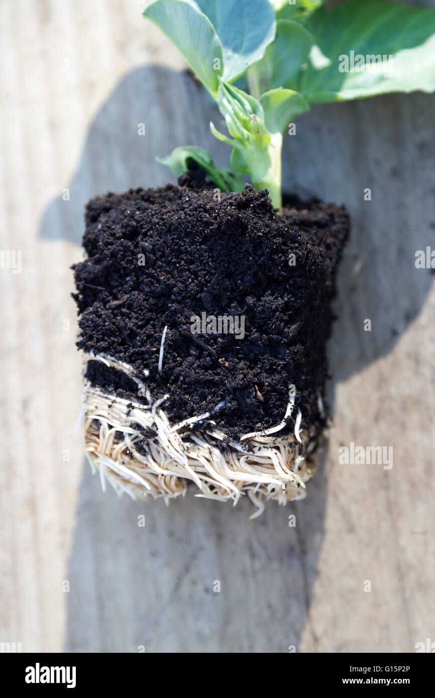 Pot bound roots Banque de photographies et d’images à haute résolution ...