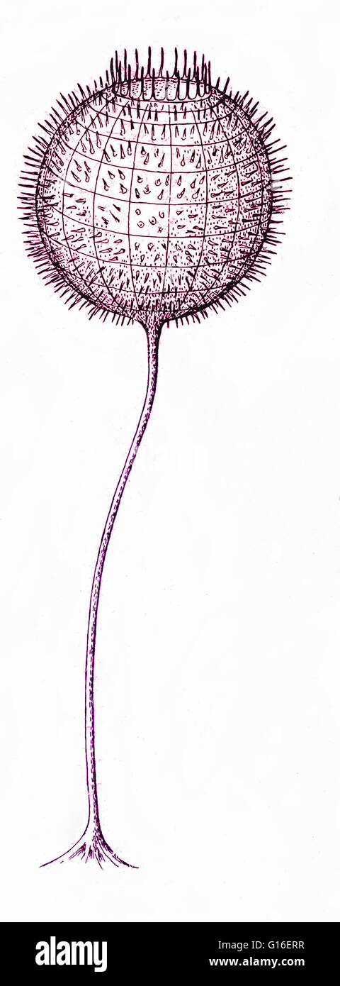 Une couleur d'un fossile du début de l'organisme à l'éponge la période ...