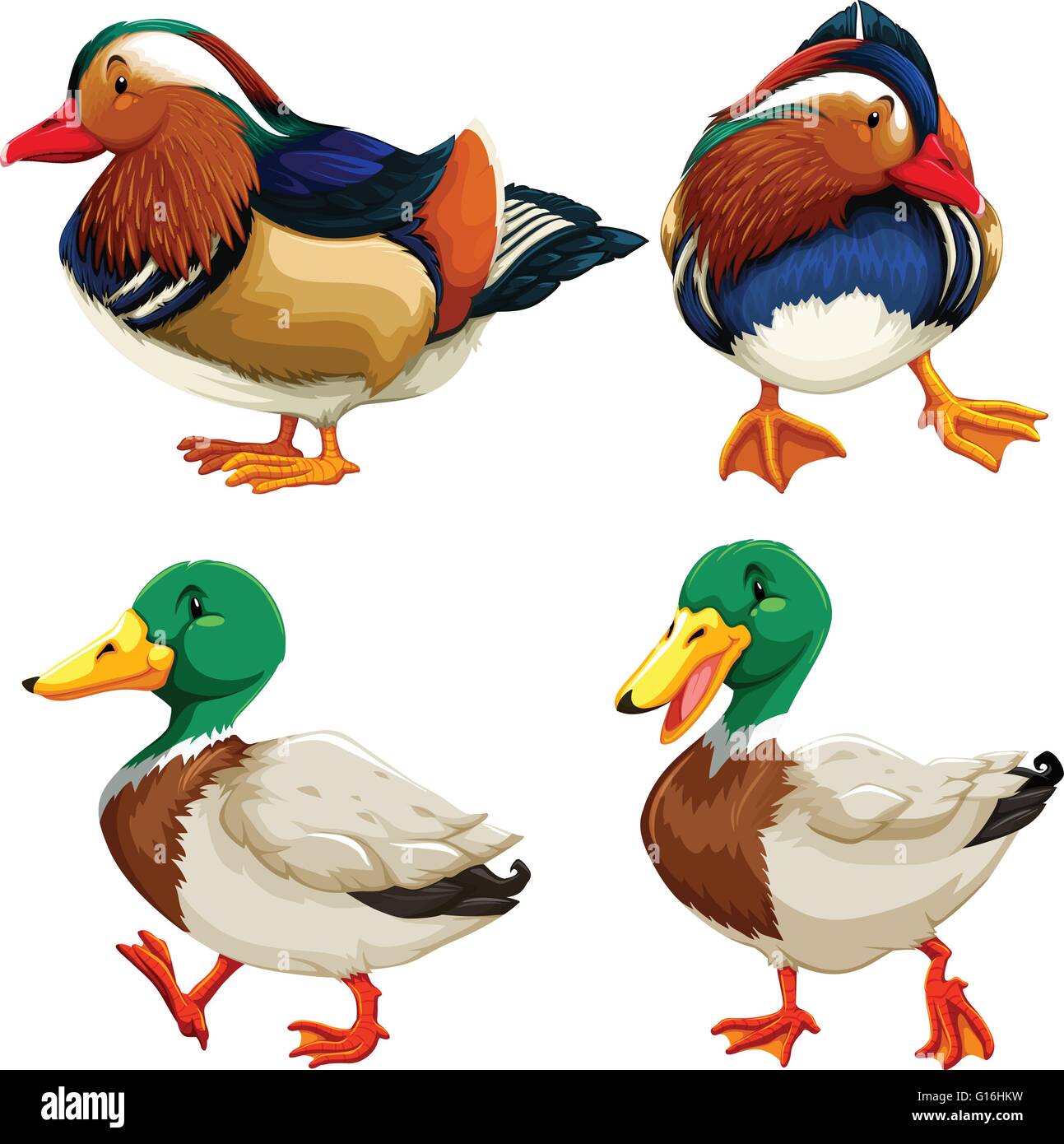 Différents types de canards illustration Image Vectorielle Stock - Alamy