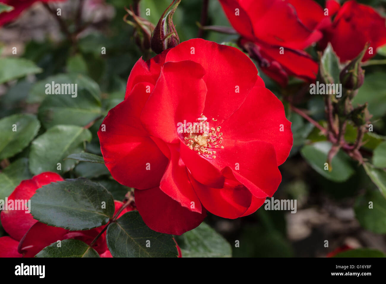 Rose order Banque de photographies et d’images à haute résolution - Alamy