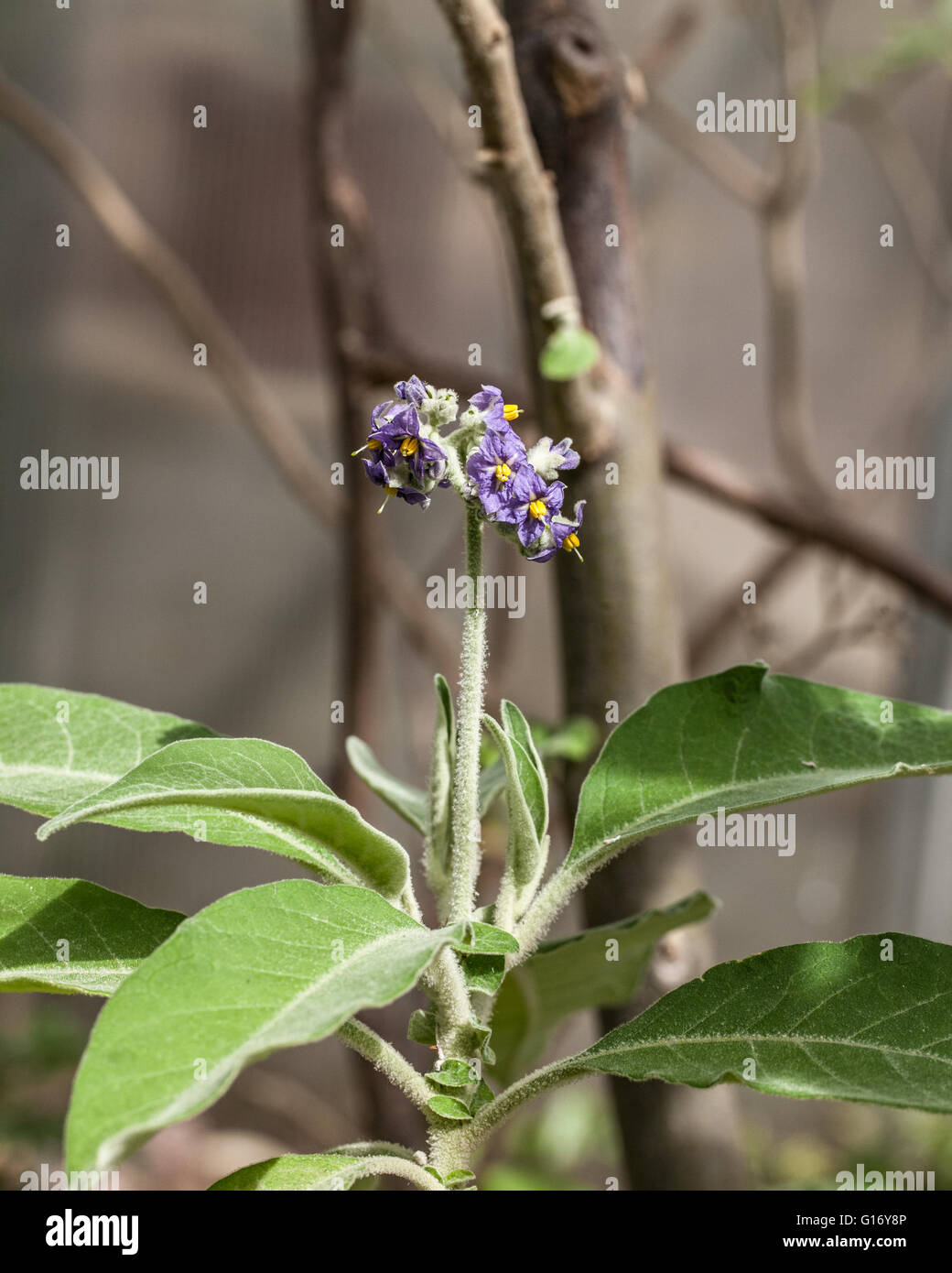Solanum giganteum Banque de photographies et d’images à haute résolution - Alamy