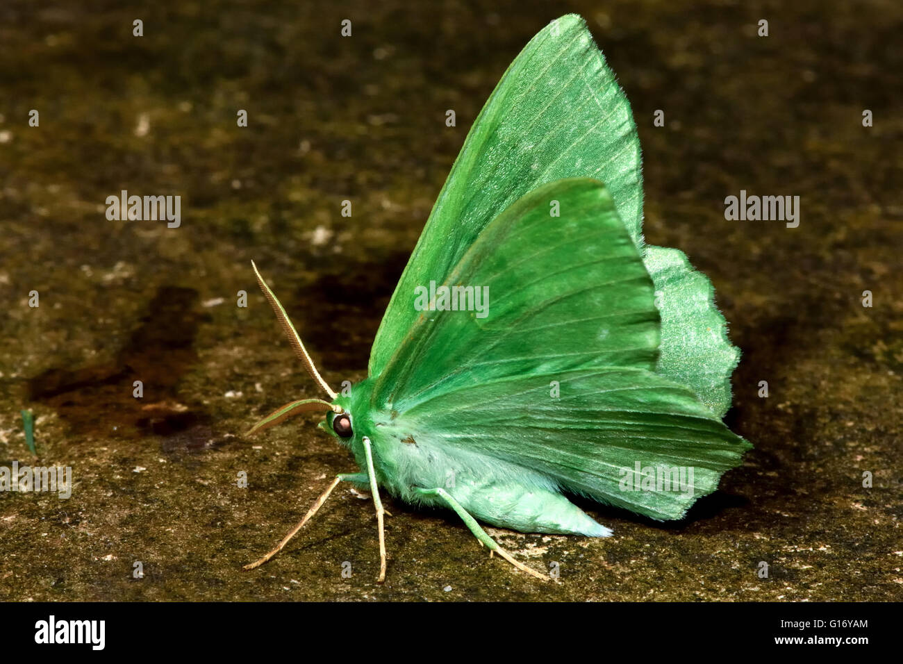 Insecte aux grandes ailes Banque de photographies et d’images à haute ...