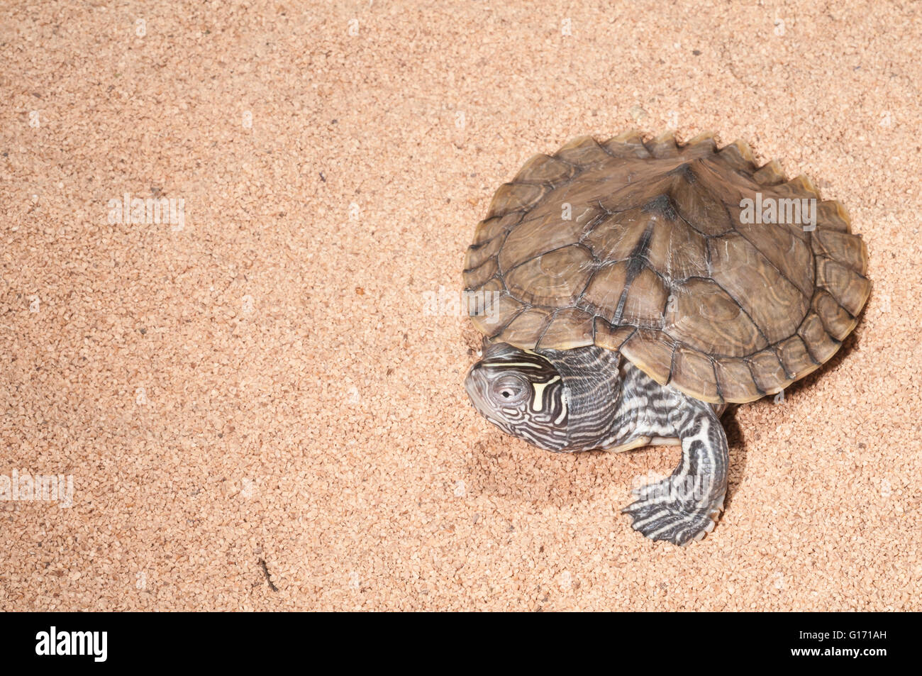 Carte du lac des tortues Banque de photographies et d’images à haute ...
