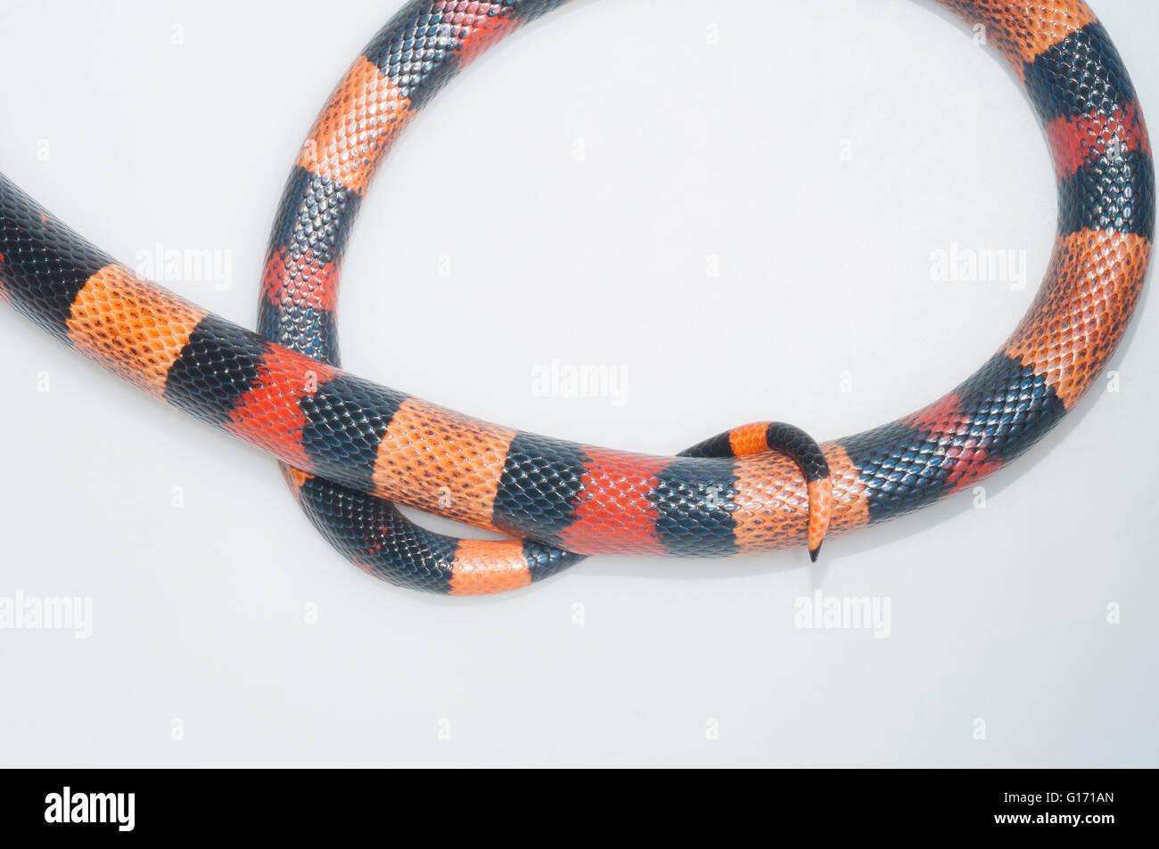 Mexican burrowing snake Banque de photographies et d’images à haute ...