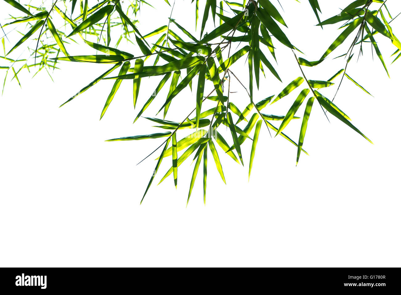 Feuilles De Bambou Banque d'image et photos - Alamy