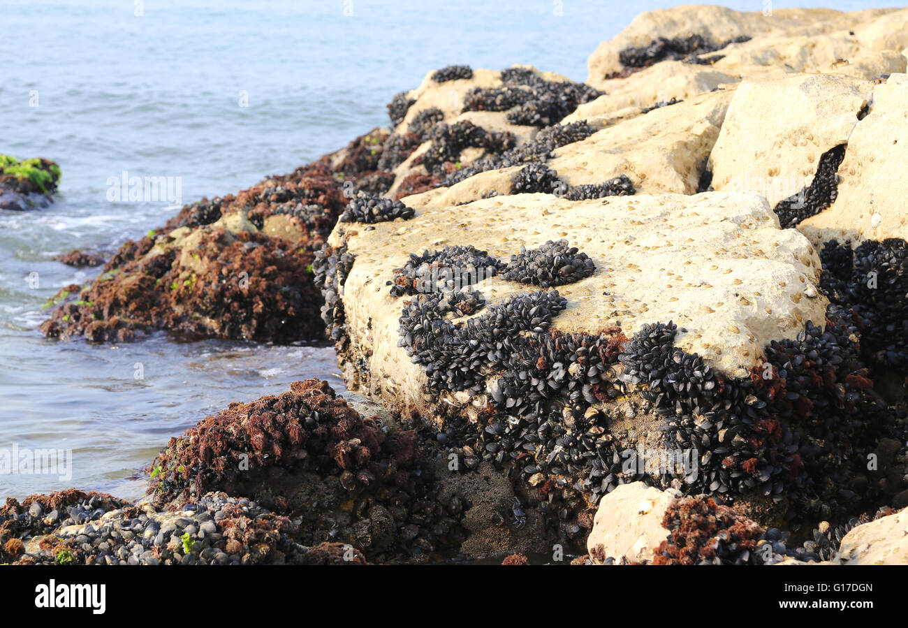 Mollusques marins bivalves Banque de photographies et d’images à haute ...