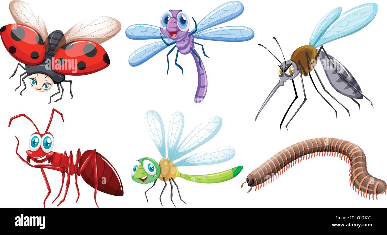 Différents types d'insectes illustration Image Vectorielle Stock - Alamy