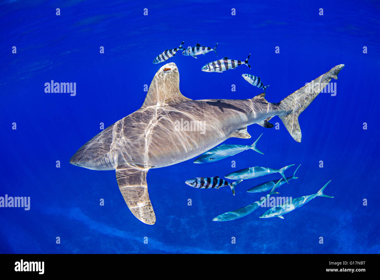 Poisson Requin Banque d'image et photos - Alamy