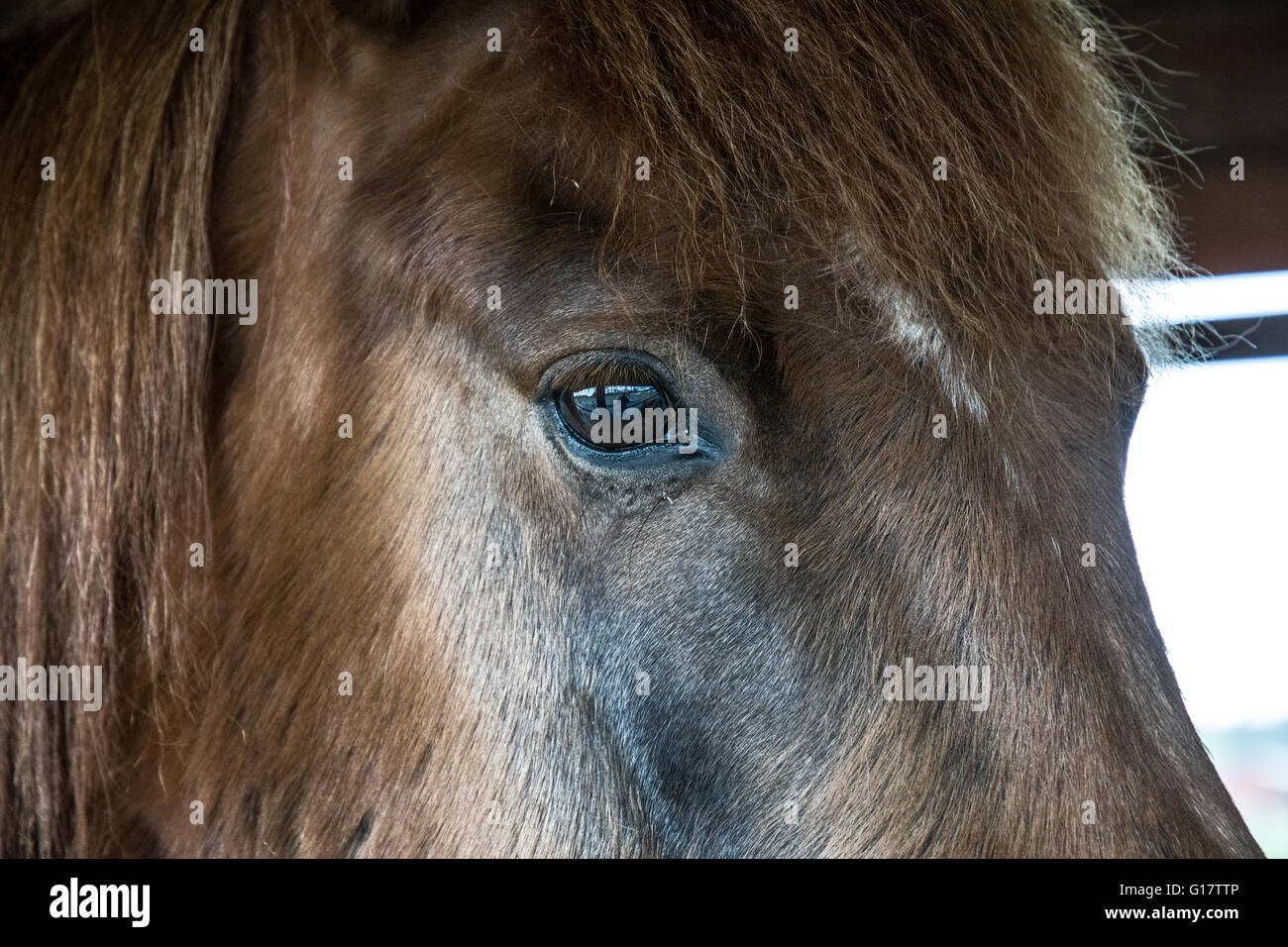 Un oeil de cheval Banque de photographies et d’images à haute ...