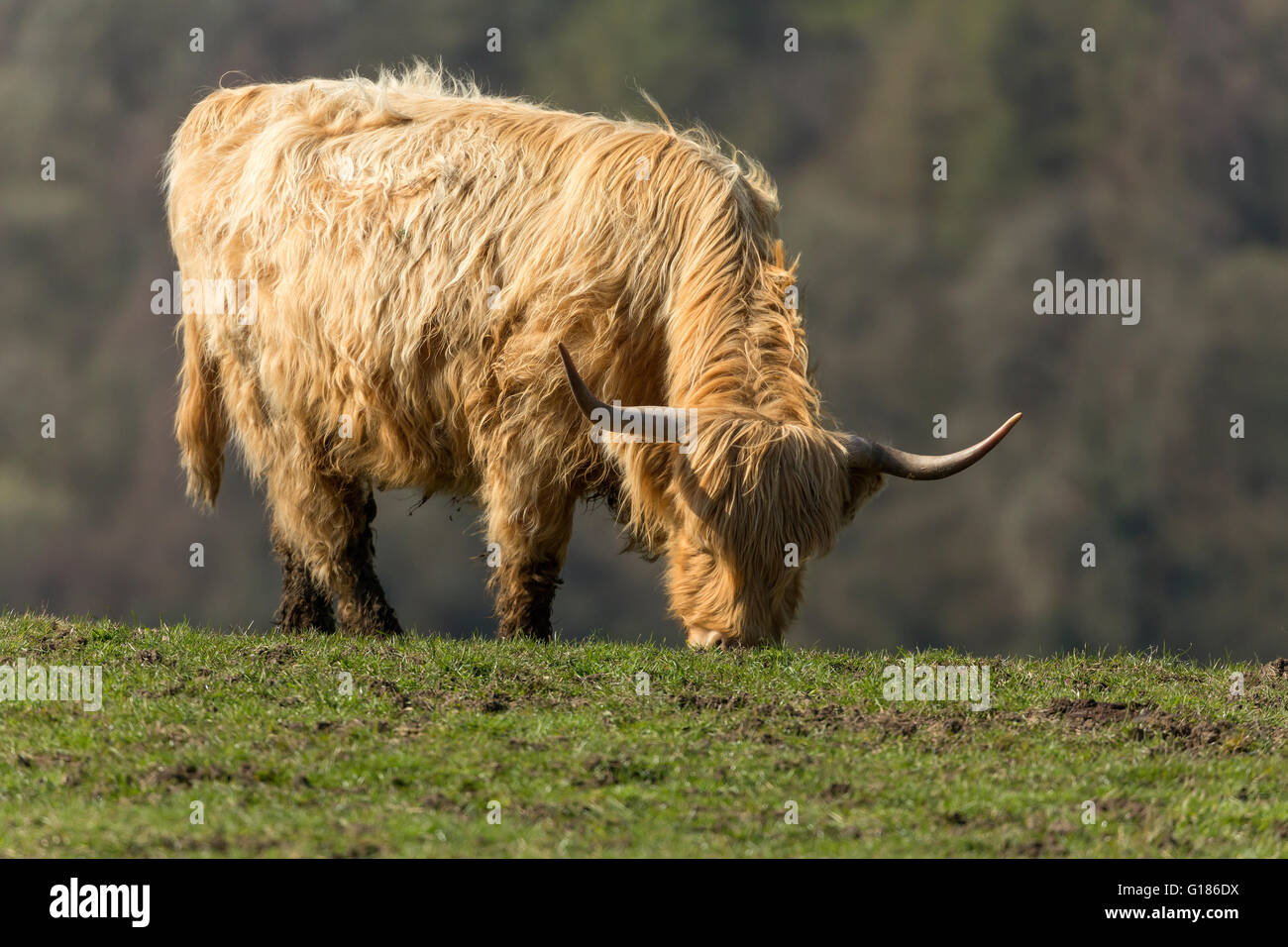 Boeuf, Vache, Royaume Uni Banque d'image et photos - Alamy