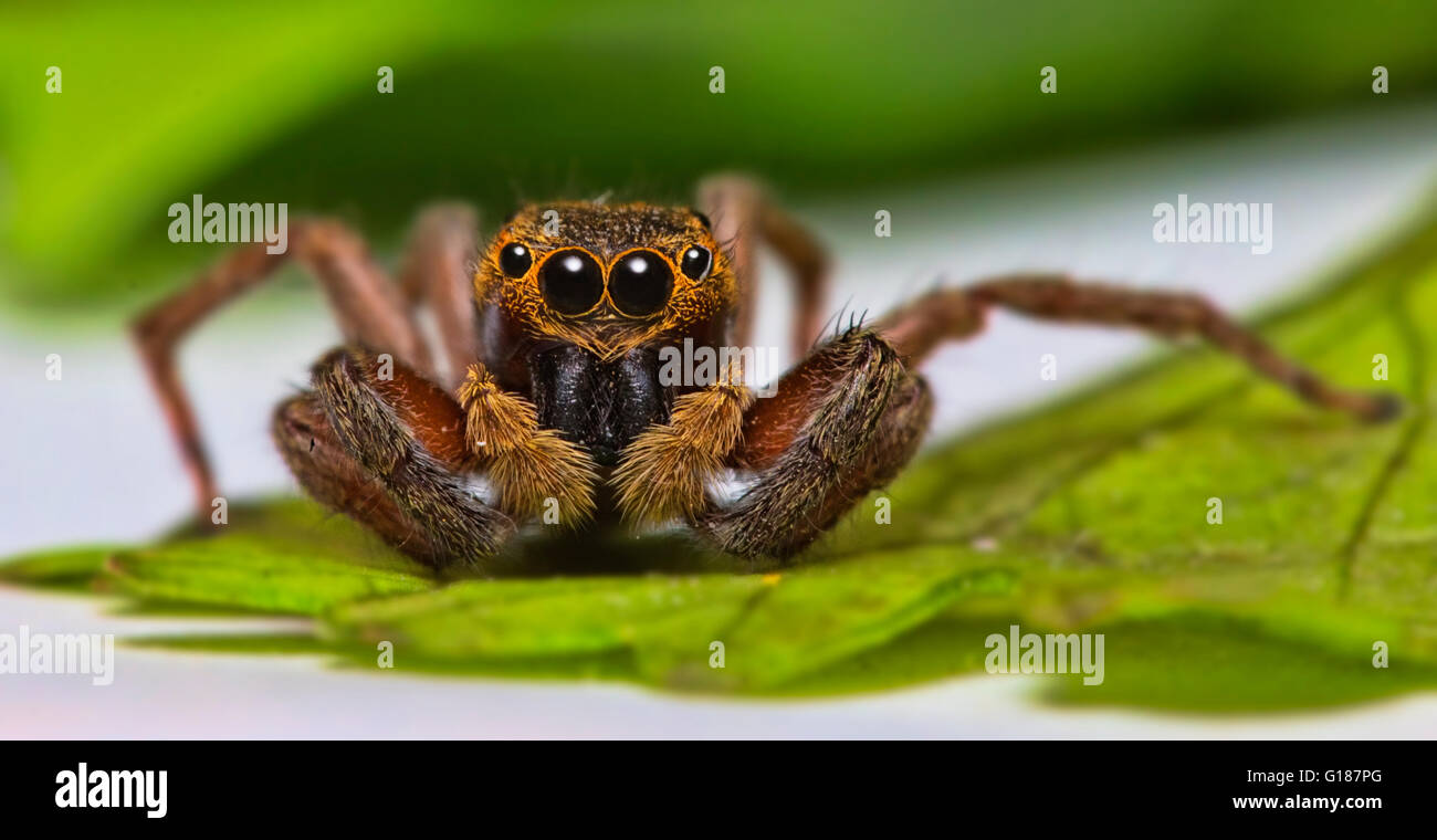 Silk spider microscope Banque de photographies et d’images à haute ...