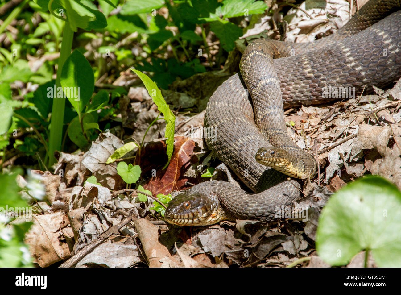 Accouplement serpents Banque de photographies et d’images à haute ...