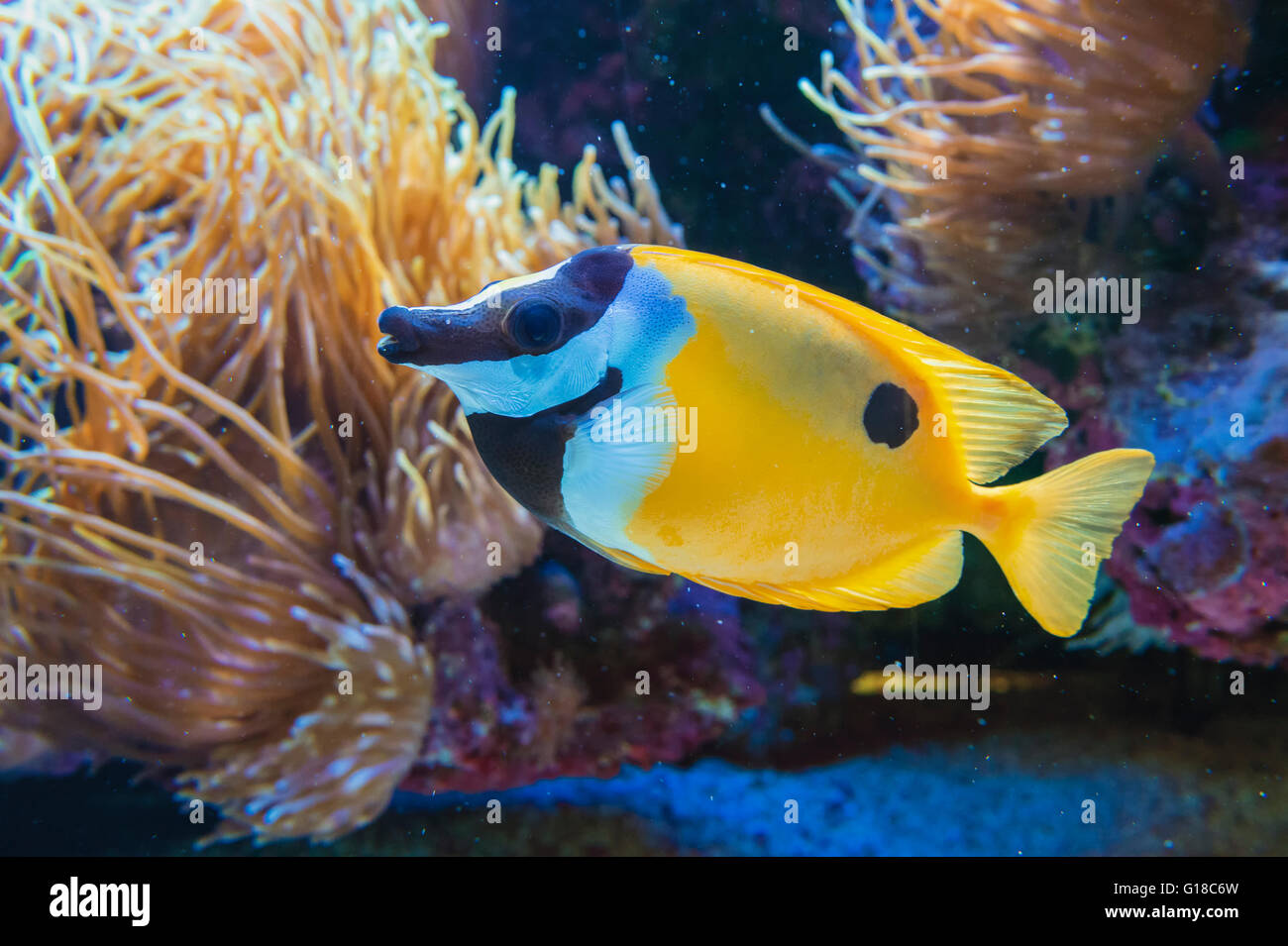 Poissons Lapins Banque d'image et photos - Alamy