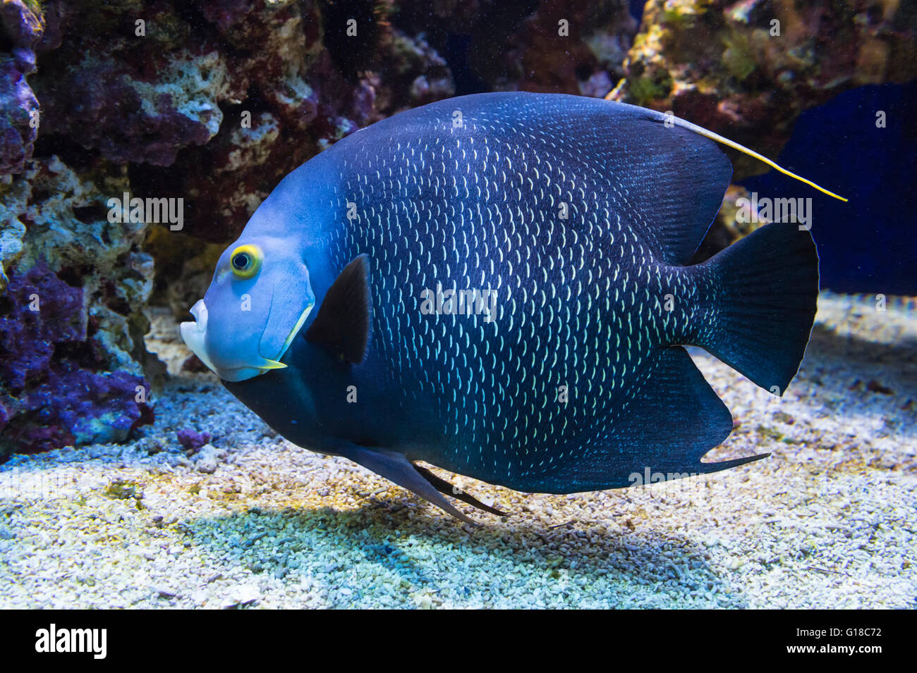 Faune francaise Banque de photographies et d’images à haute résolution ...