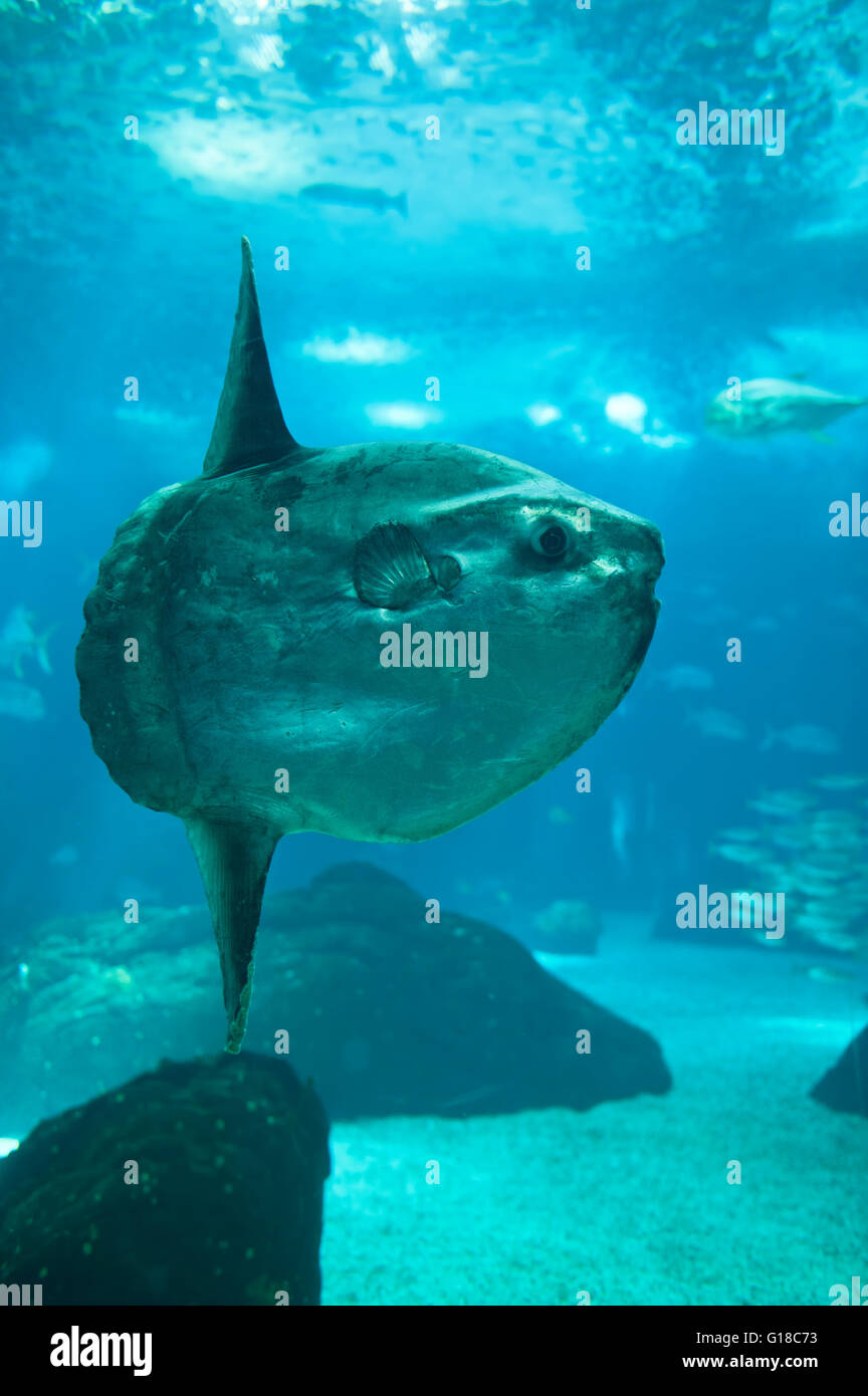 Ocean sunfish mola mola in Banque de photographies et d’images à haute ...