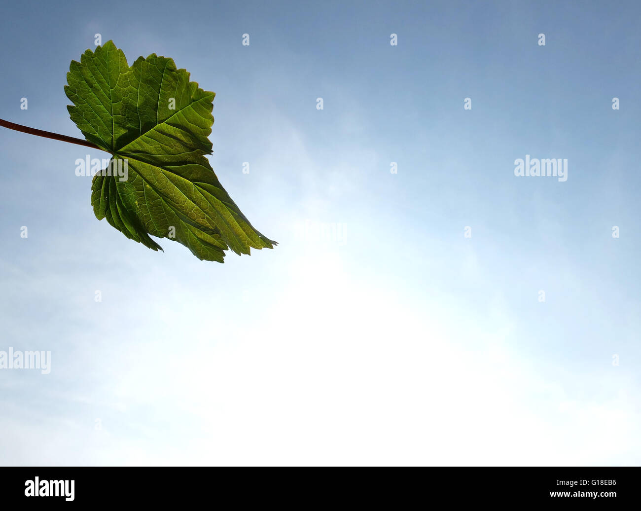 Feuille de sycomore unique Banque de photographies et d’images à haute ...