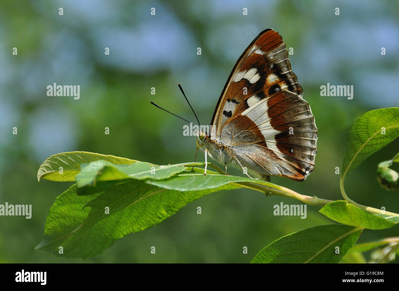 Femelle papillon empereur violet Banque de photographies et d’images à ...