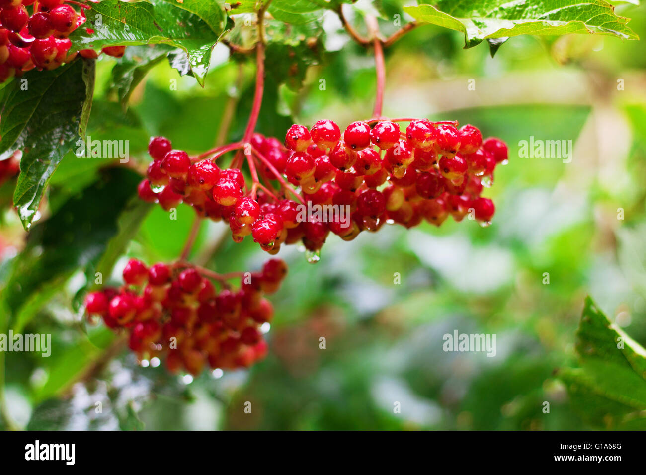 Fruit de viburnum opulus baies de pluie Banque de photographies et d ...