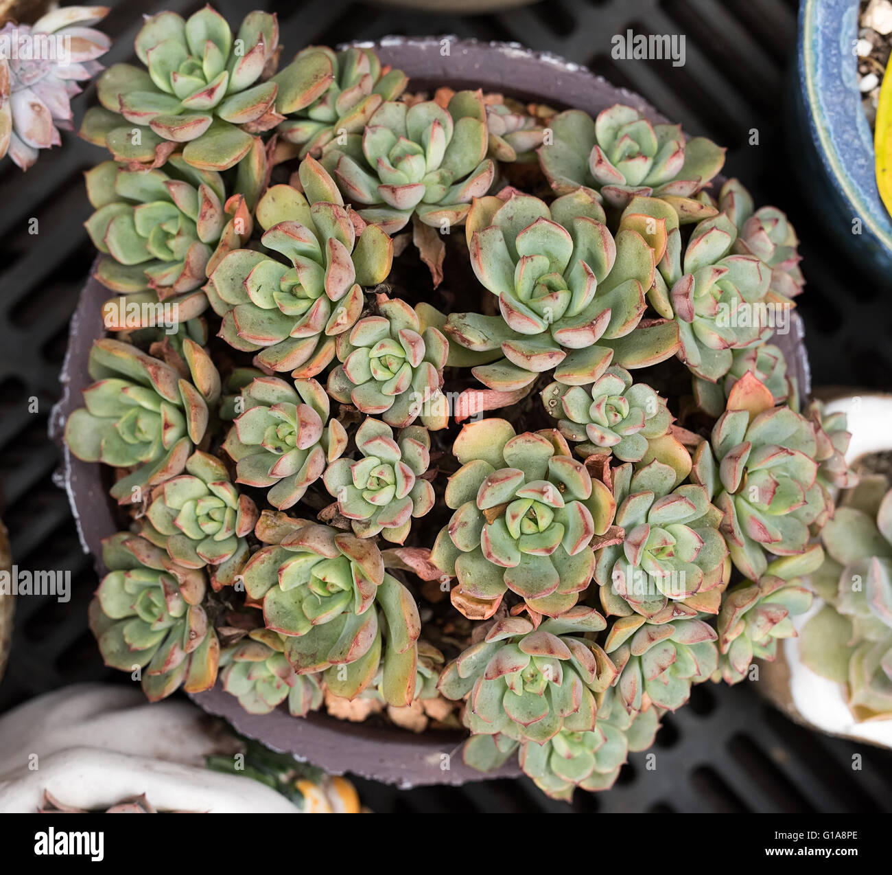 Plantes succulentes Banque de photographies et d’images à haute ...