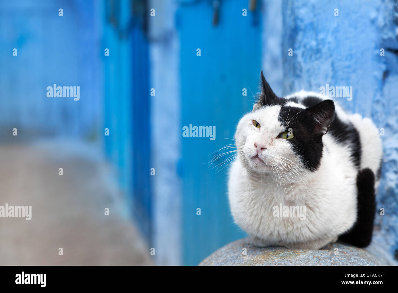 Chat maroc Banque de photographies et d’images à haute résolution - Alamy