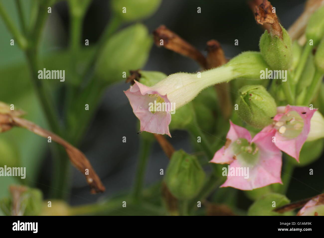 Nicotiana tabacum Banque de photographies et d’images à haute ...