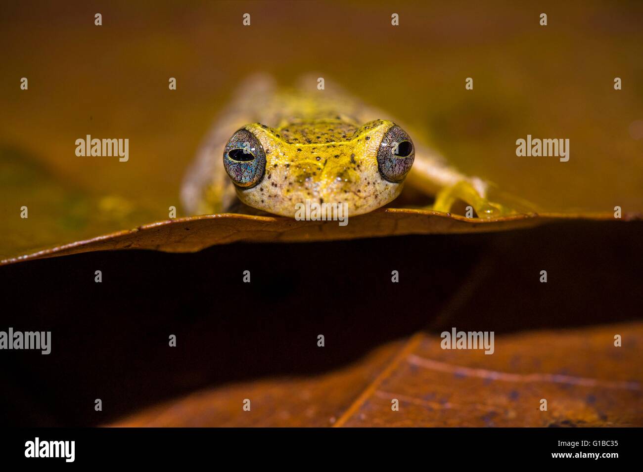 Dendropsophus minutus Banque de photographies et d’images à haute ...