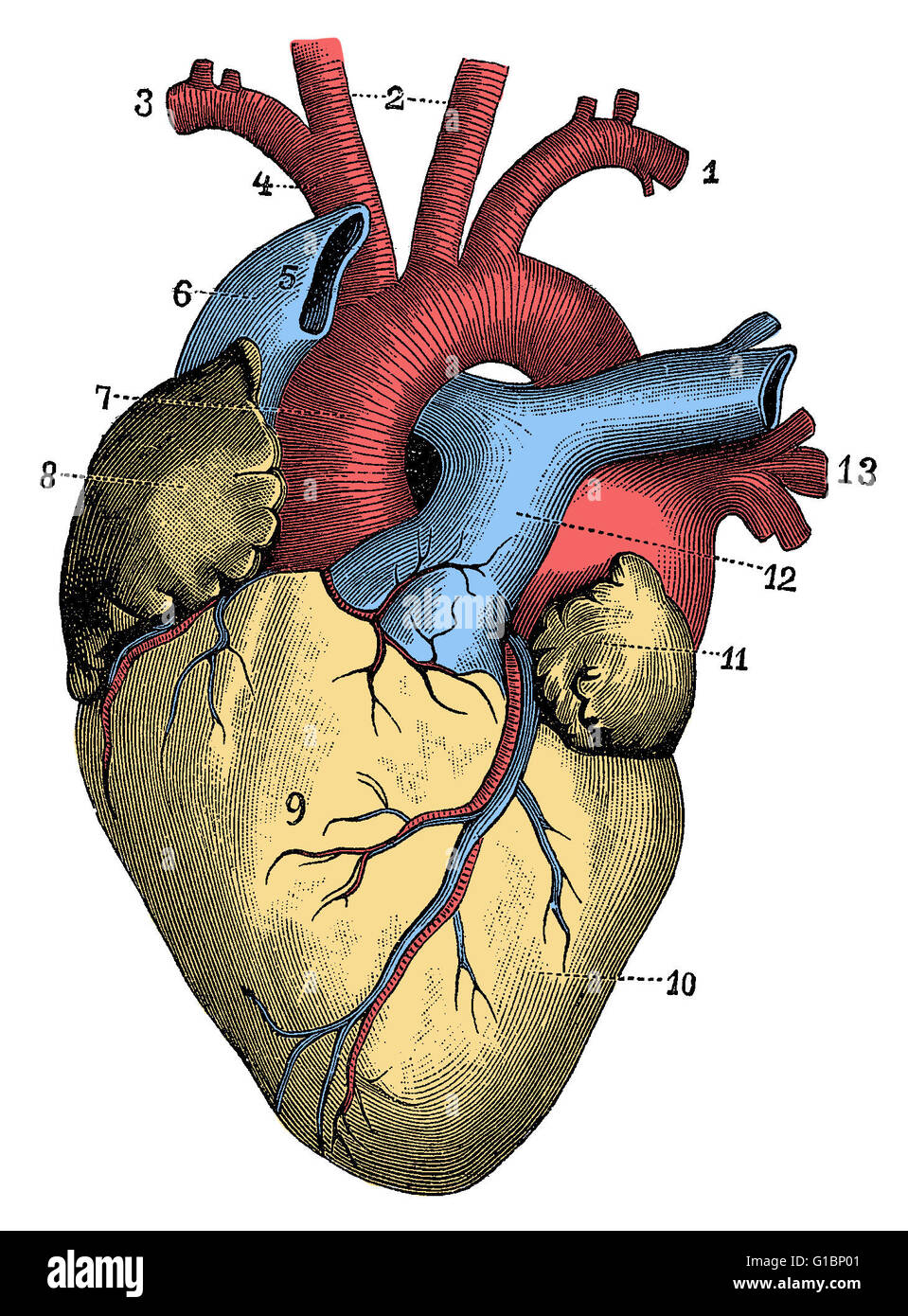 Avec un cœur humain anatomie numérotés Photo Stock - Alamy
