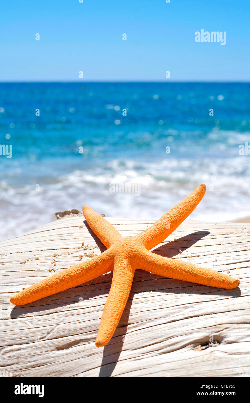 étoile de mer orange Banque de photographies et d’images à haute ...