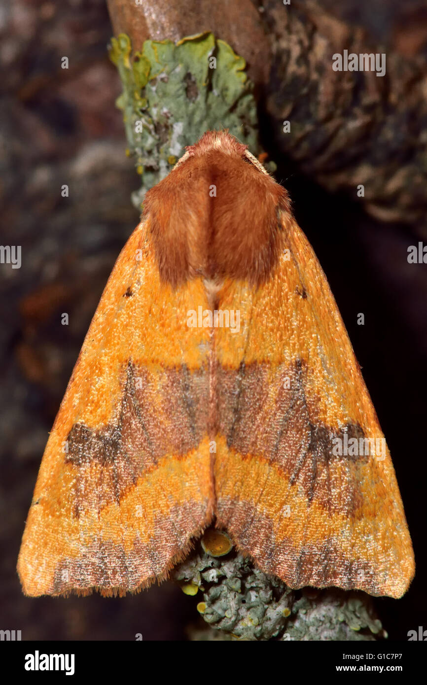 Center de prescription (Atethmia centrago cireux). Dans l'insecte de la ...
