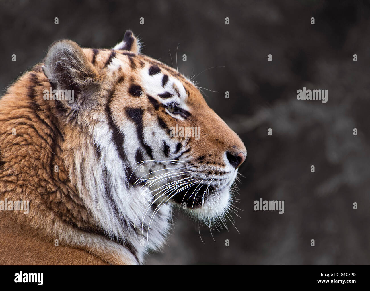 Tiger profile Banque de photographies et d’images à haute résolution ...
