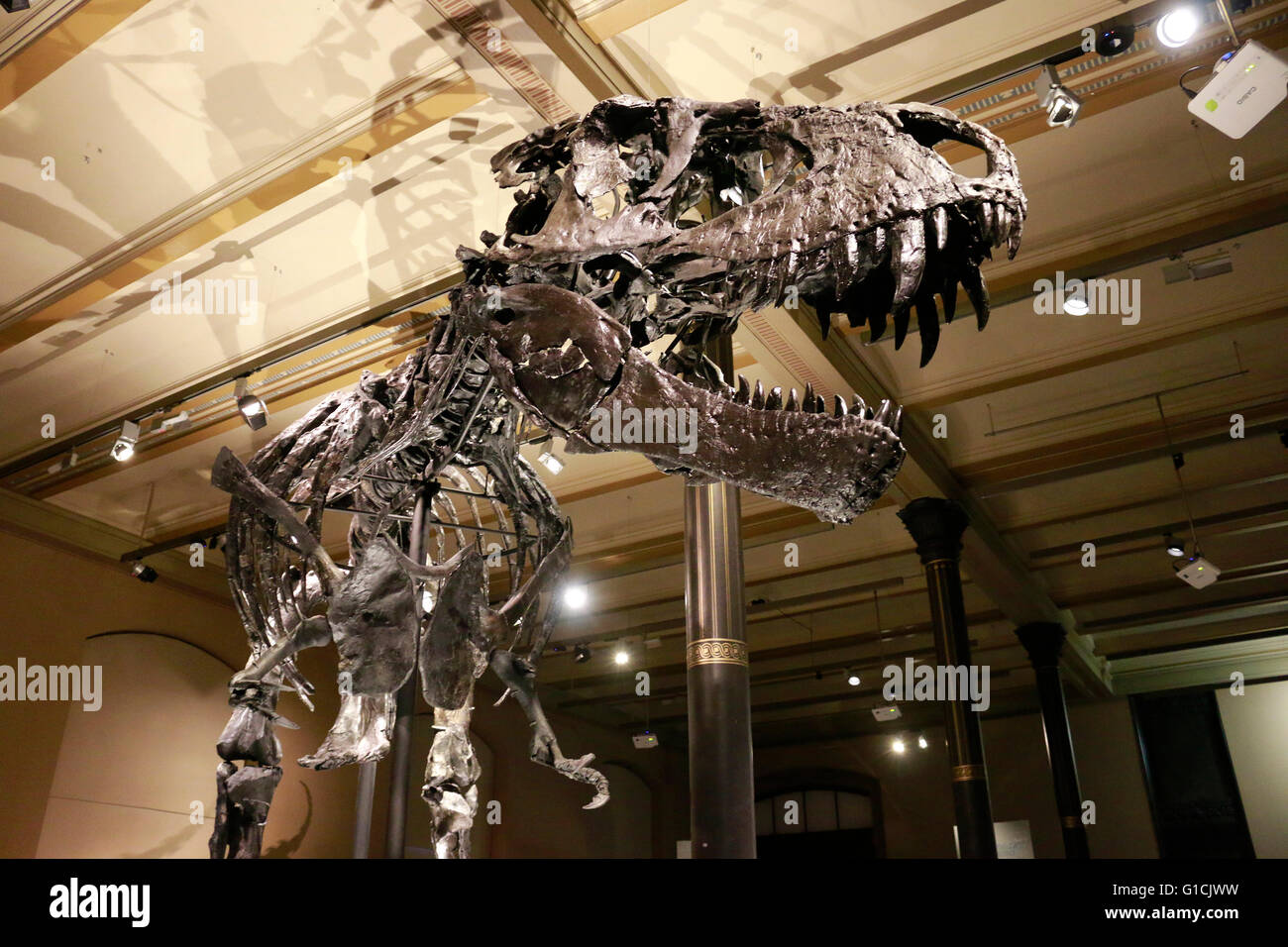 Tyrannus saurus rex Banque de photographies et d’images à haute ...