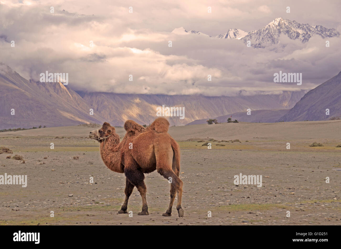 Chameau de Bactriane dans le désert de froid , Hundar, La Vallée de ...