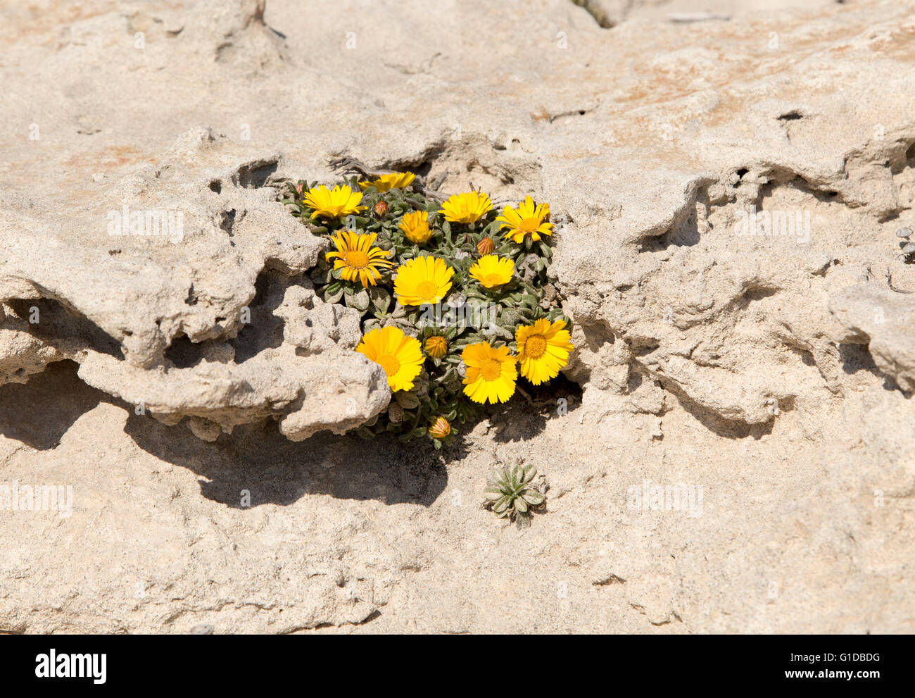 Mer jaune Banque de photographies et d’images à haute résolution - Alamy