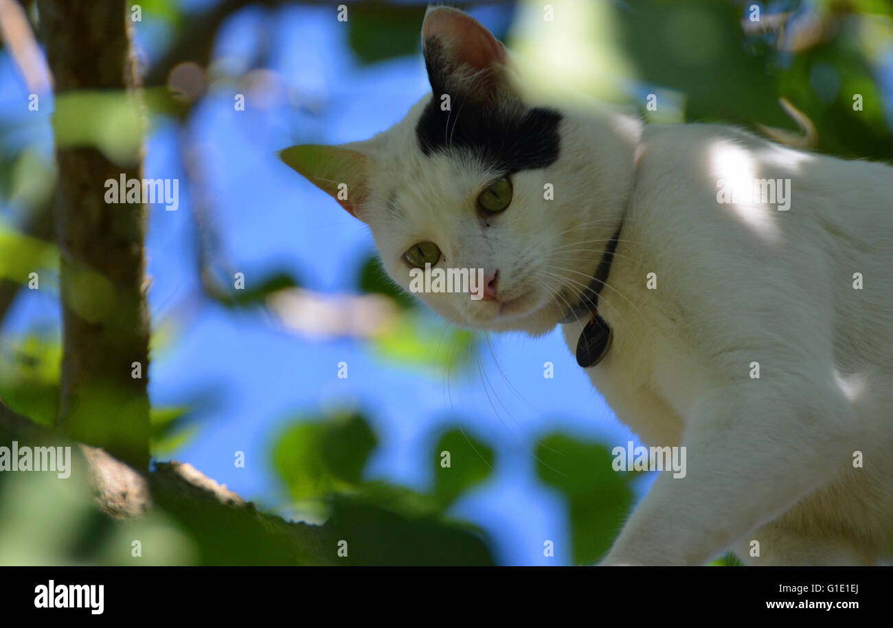 Chat dans un arbre Banque de photographies et d’images à haute ...