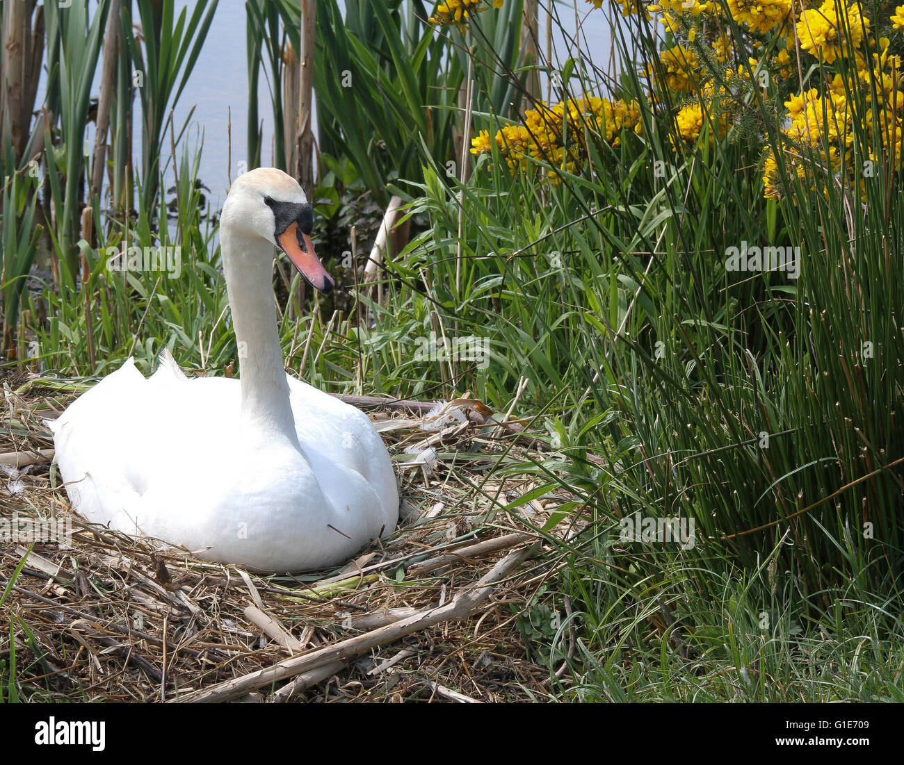 Cygne commun sur le nid Banque de photographies et d’images à haute ...