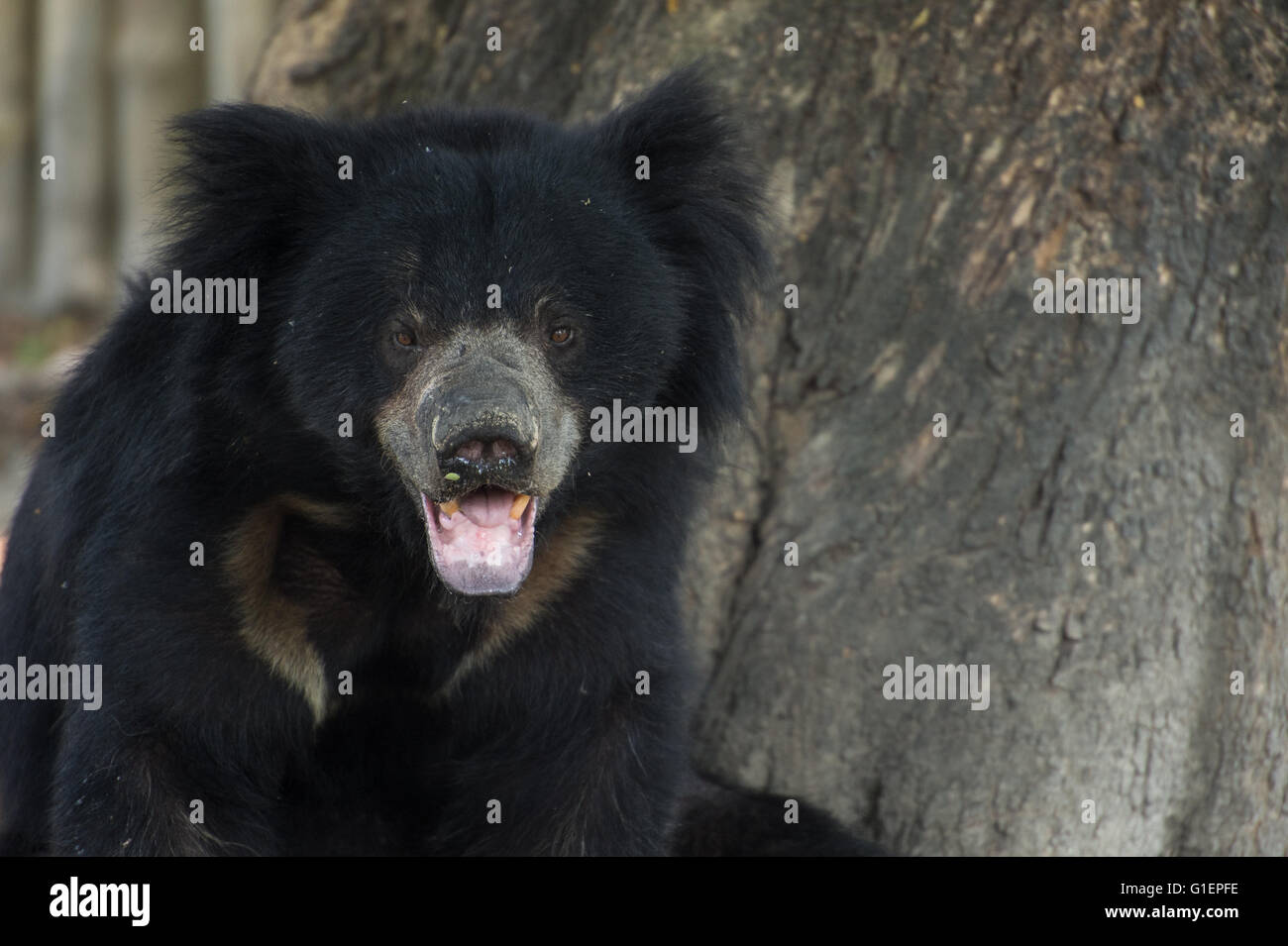 Melursus Ursinus Banque d'image et photos - Alamy