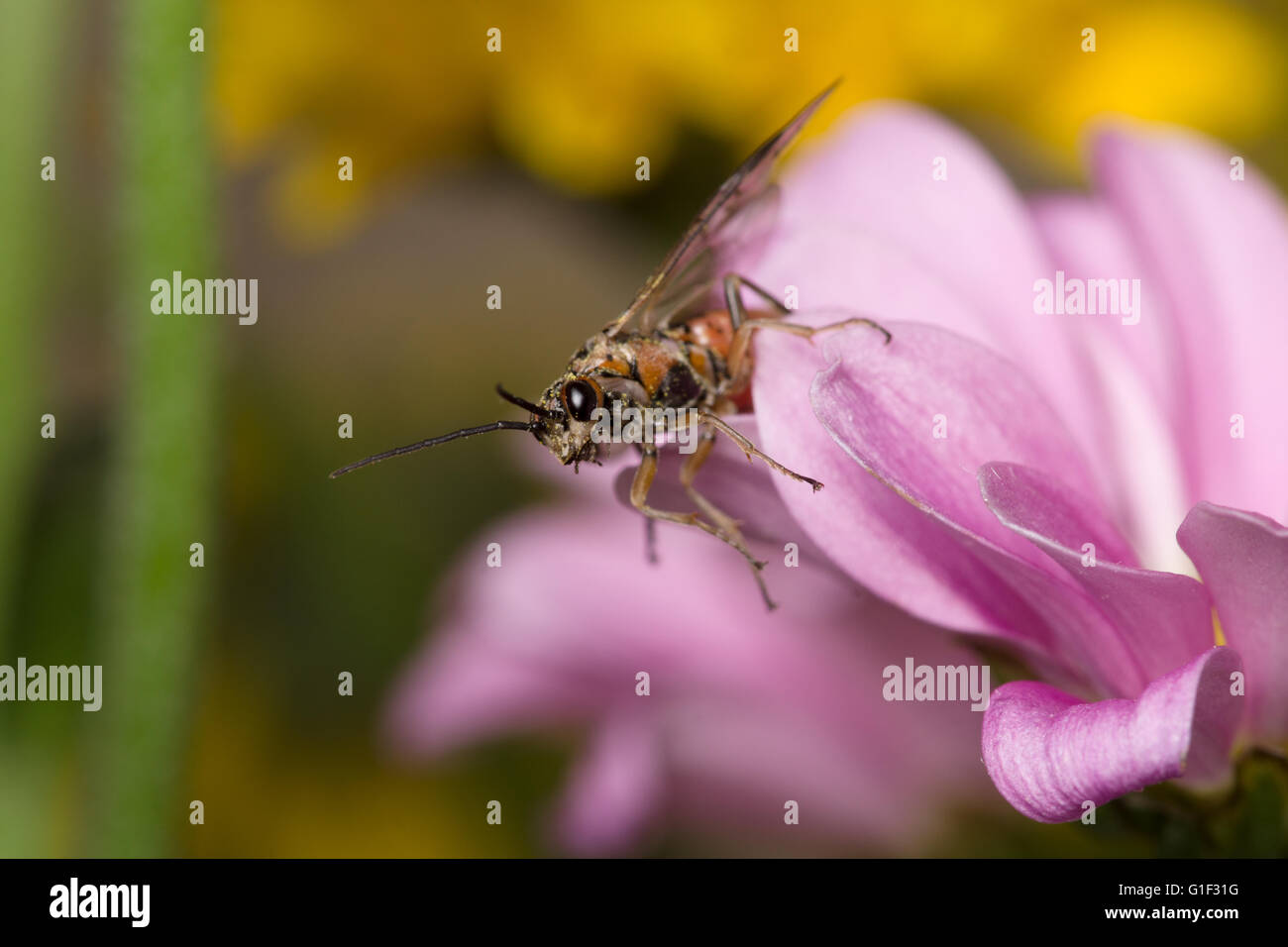 Insectes ailés Banque de photographies et d’images à haute résolution ...