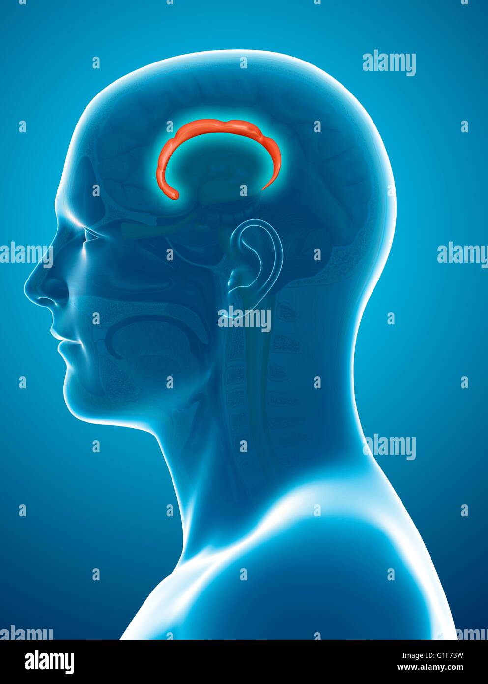 Cingulate Gyrus Banque d'image et photos - Alamy