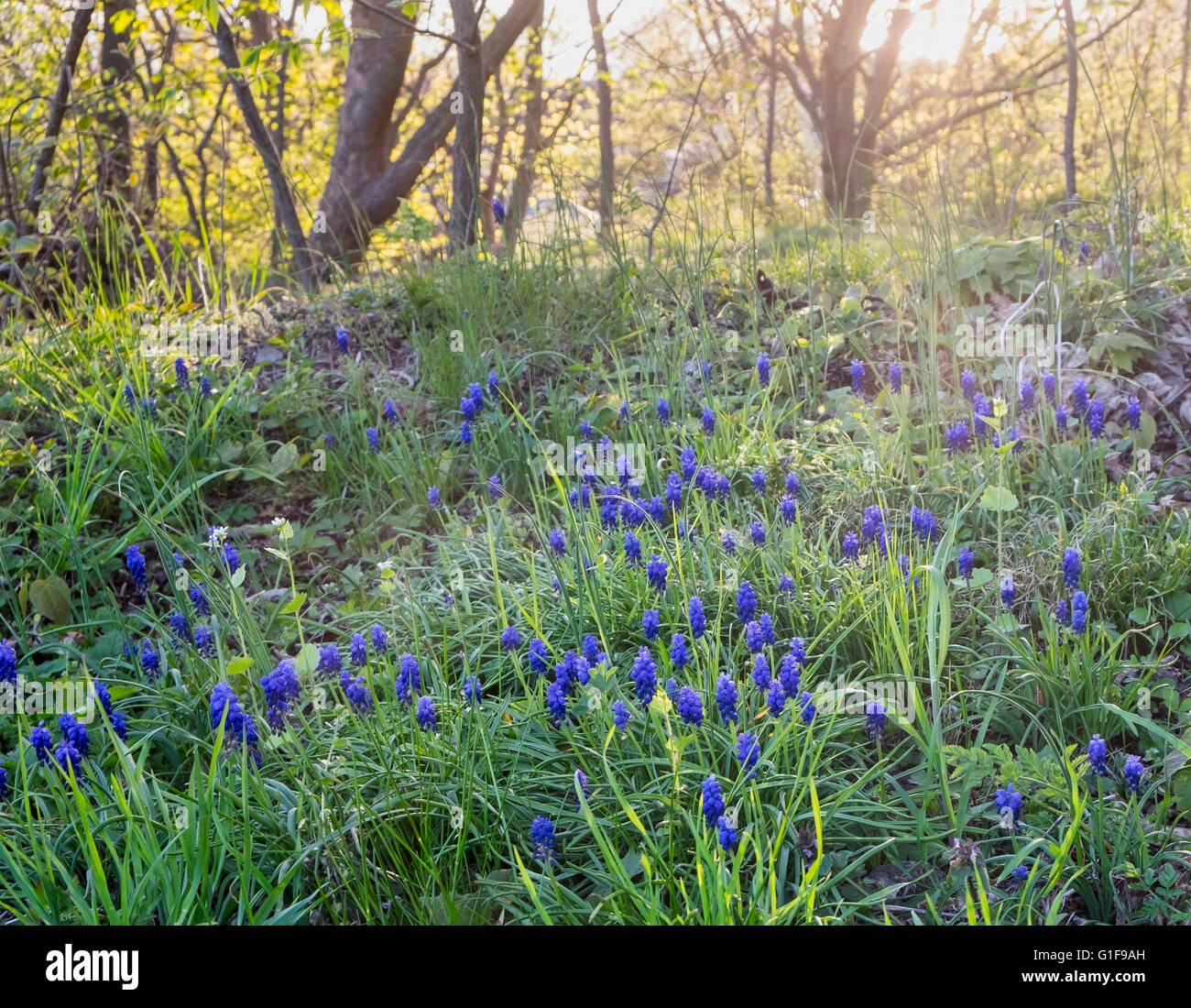 Muscari botryoides Banque de photographies et d’images à haute ...
