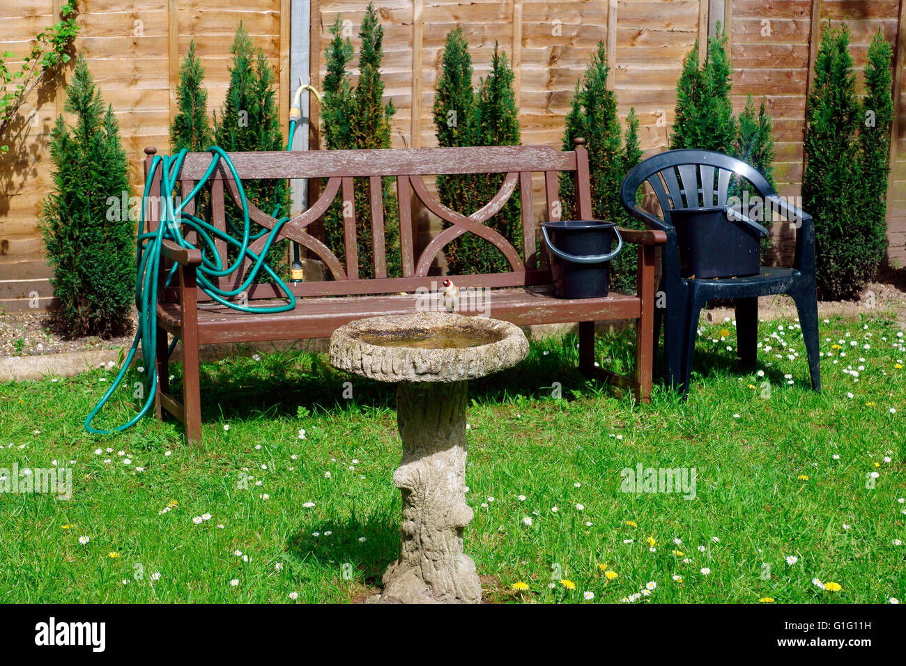 Chardonneret sur bain d'oiseau Banque de photographies et d’images à ...