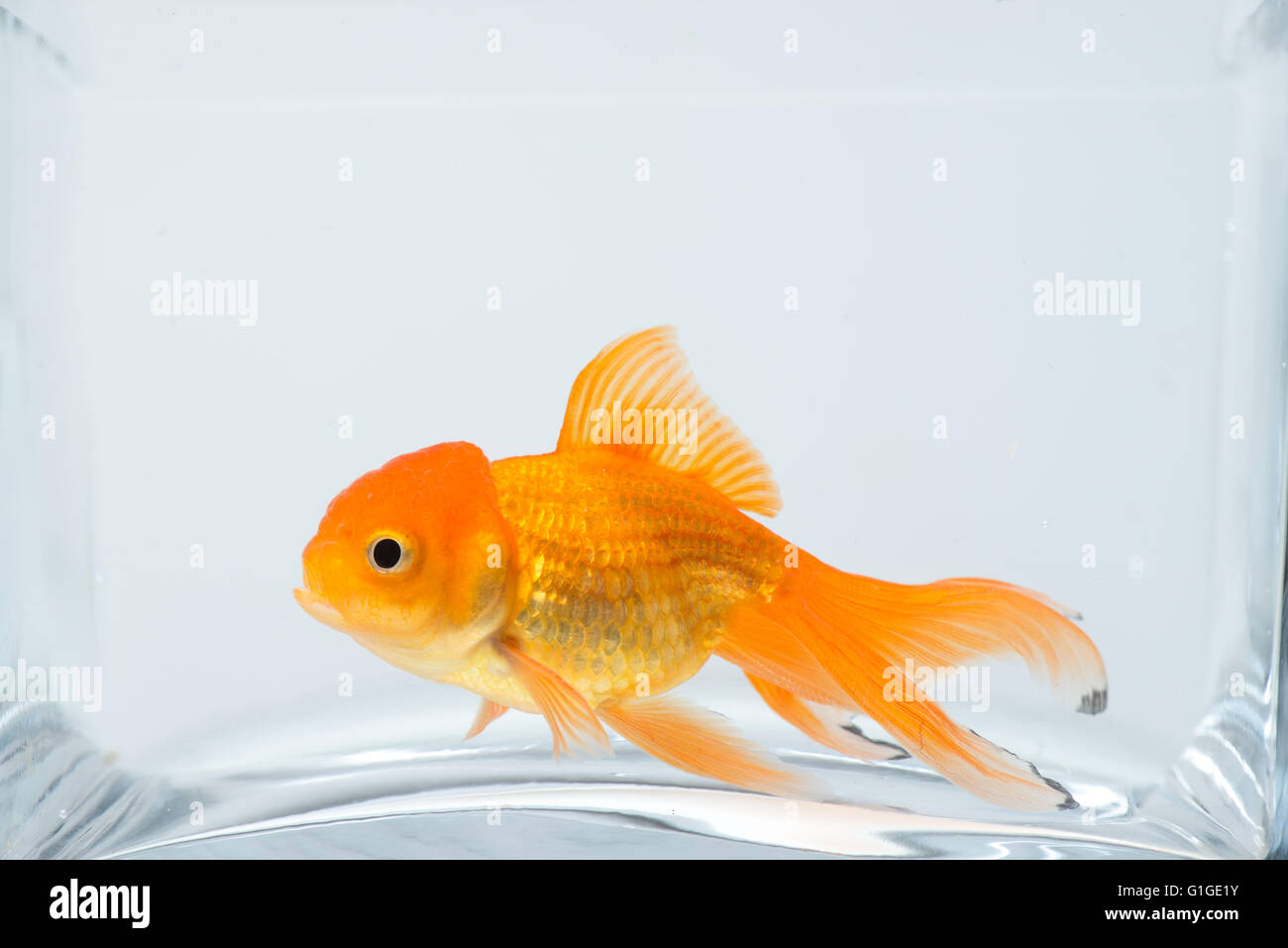 Concepts de poisson rouge Banque de photographies et d’images à haute ...