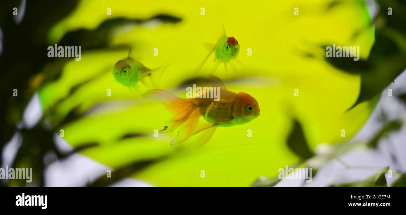 Bulles dans l'aquarium Banque de photographies et d’images à haute ...