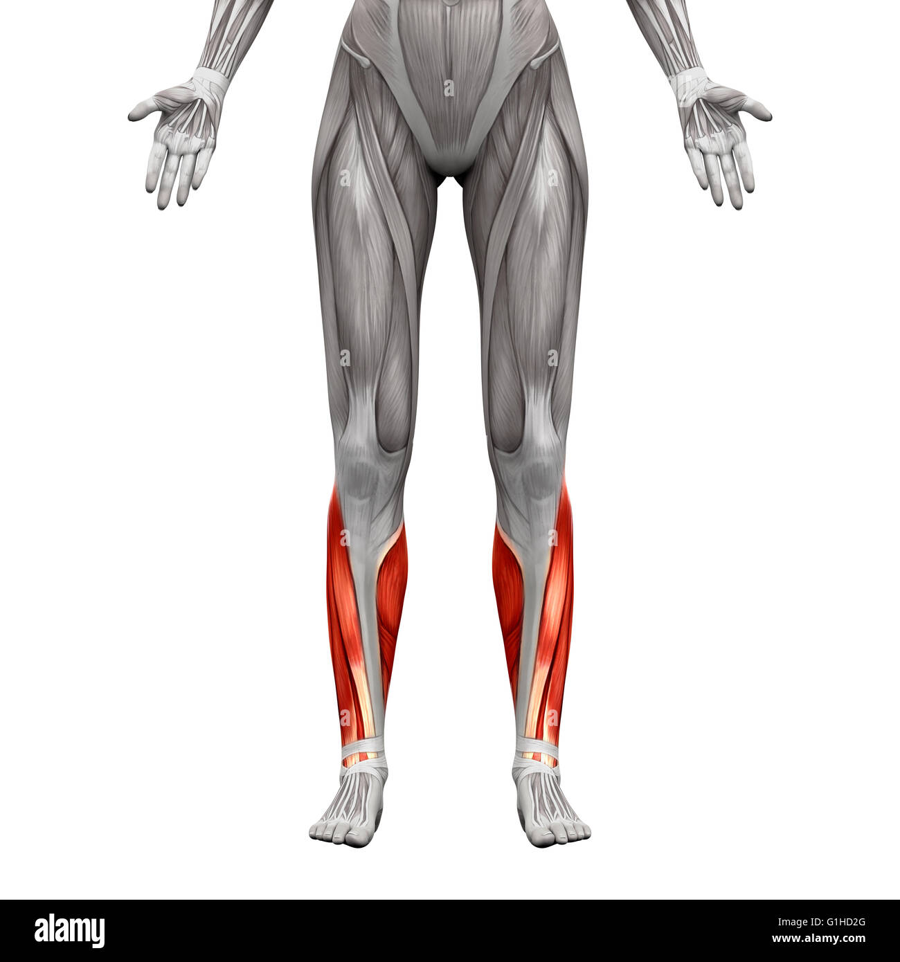 Les muscles du mollet - Anatomie Muscles isolé sur blanc - 3D ...