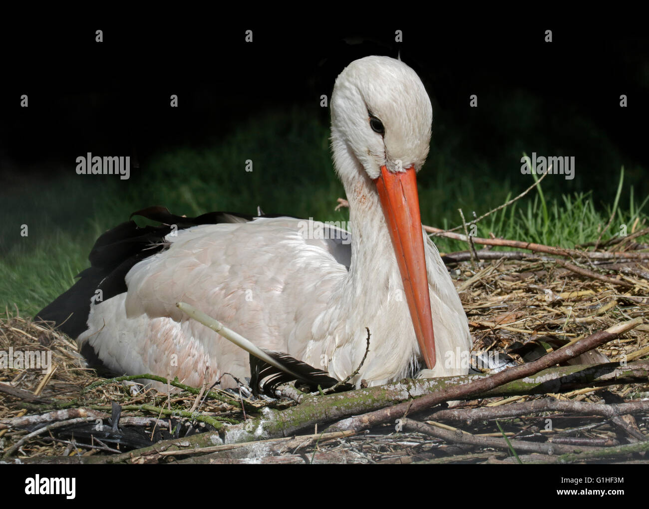 Cigogne blanche nidification des cigognes Banque de photographies et d ...