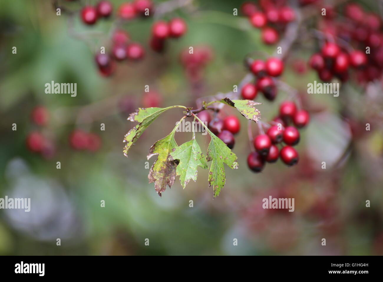 Fruits rouges comestibles et mûrs de l'aubépine (Crataegus) genre. Les ...