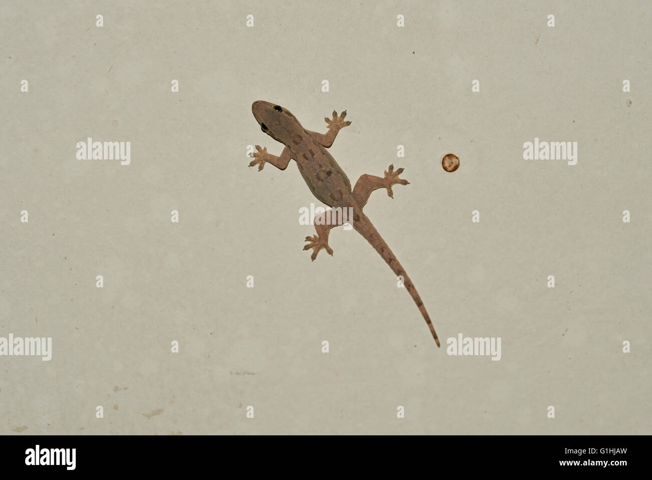 Thai gecko Banque de photographies et d’images à haute résolution - Alamy