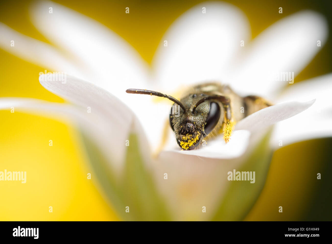 Abeille Solitaire Banque d'image et photos - Alamy
